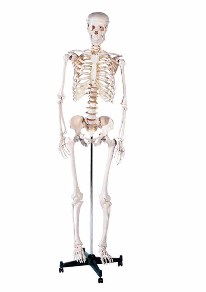 Life-size: Human Skeleton Model - Mounted On A Rolling Stand (180cm ...